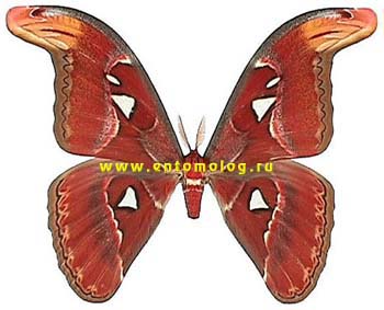 Attacus atlas (Таиланд) F
